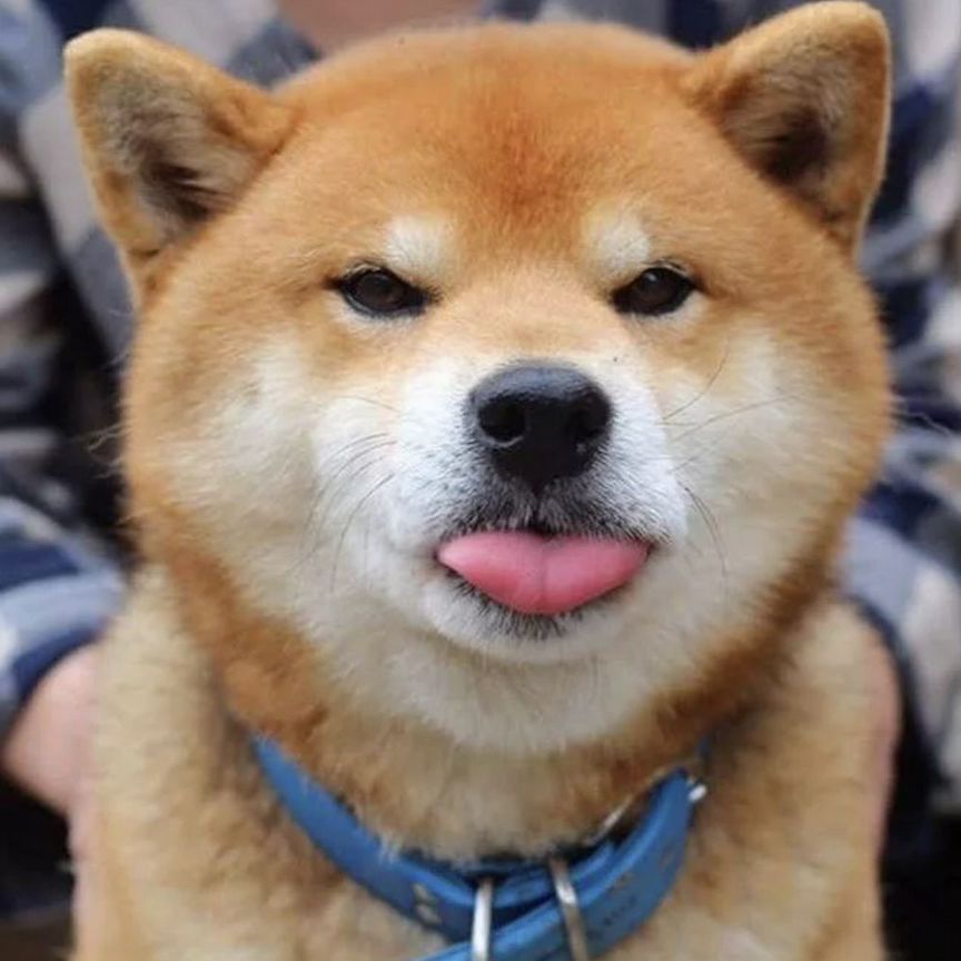 Сиба ину щенки -Настоящие японцы