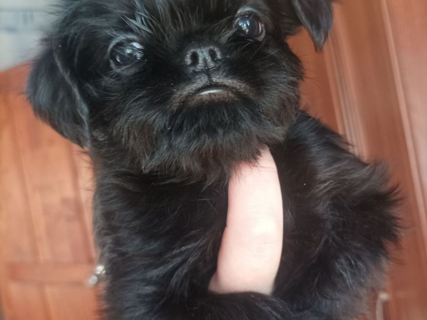 Мальчишки бельгийский гриффон