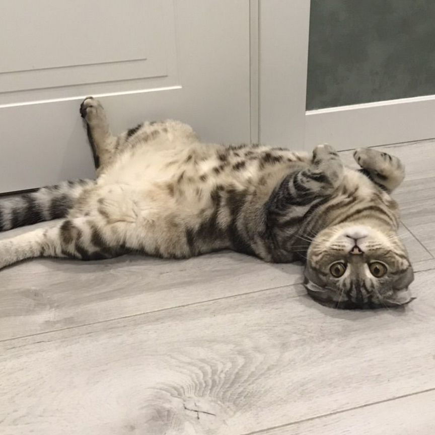 Шотландский кот в добрые руки