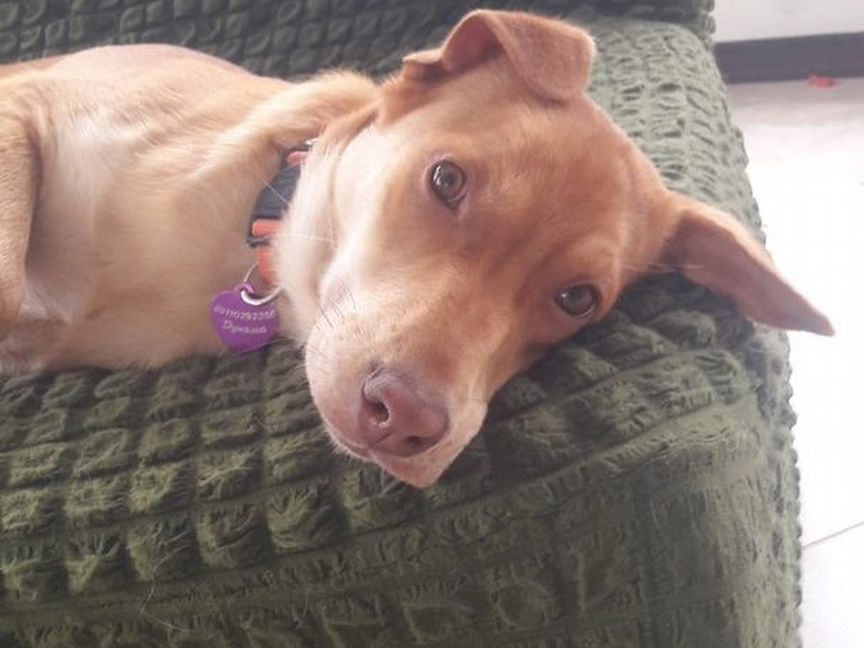 Отдам бесплатно