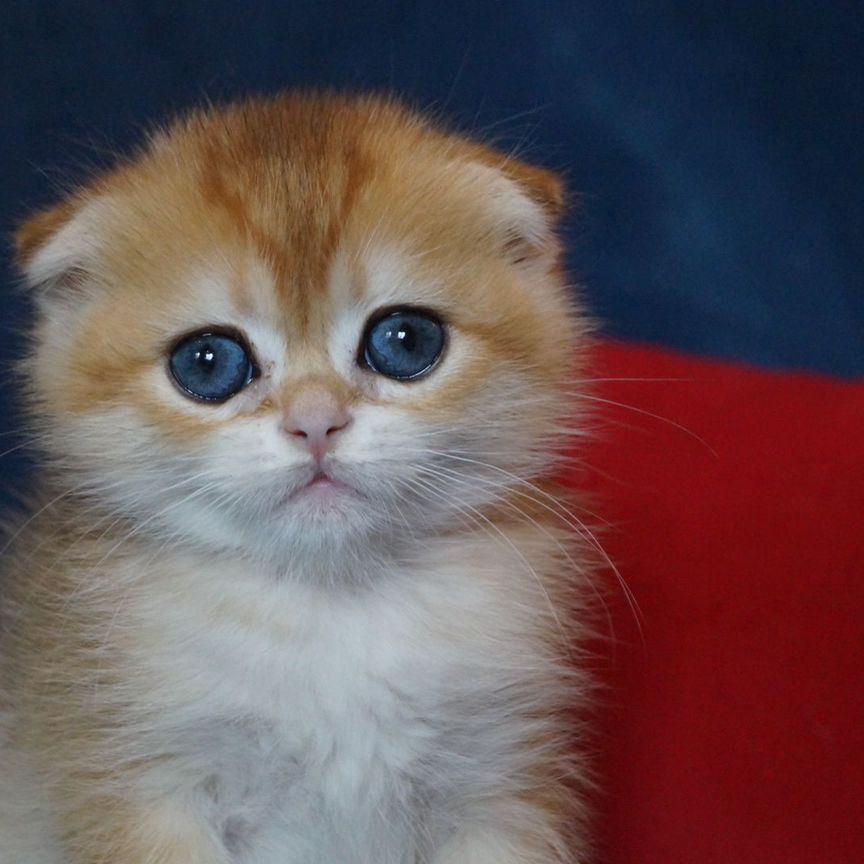 Котёнок с синими глазами