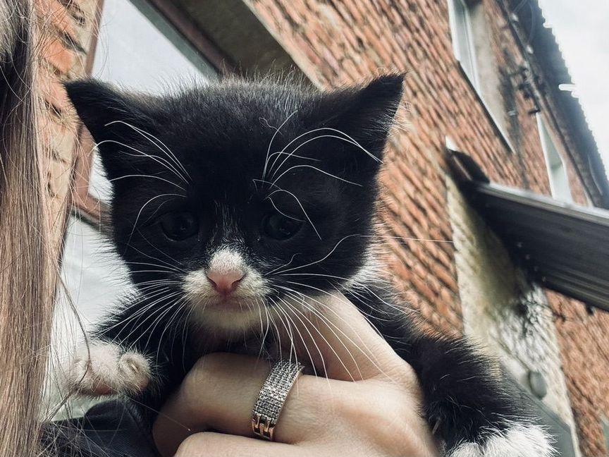 Котята девочки