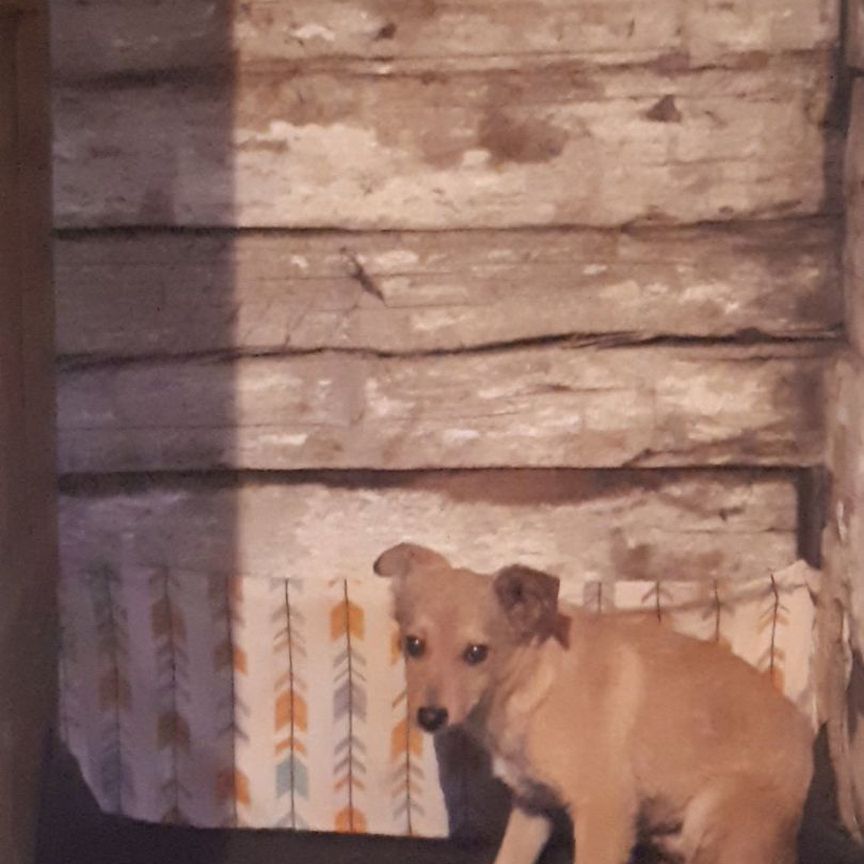 Собака в добрые руки