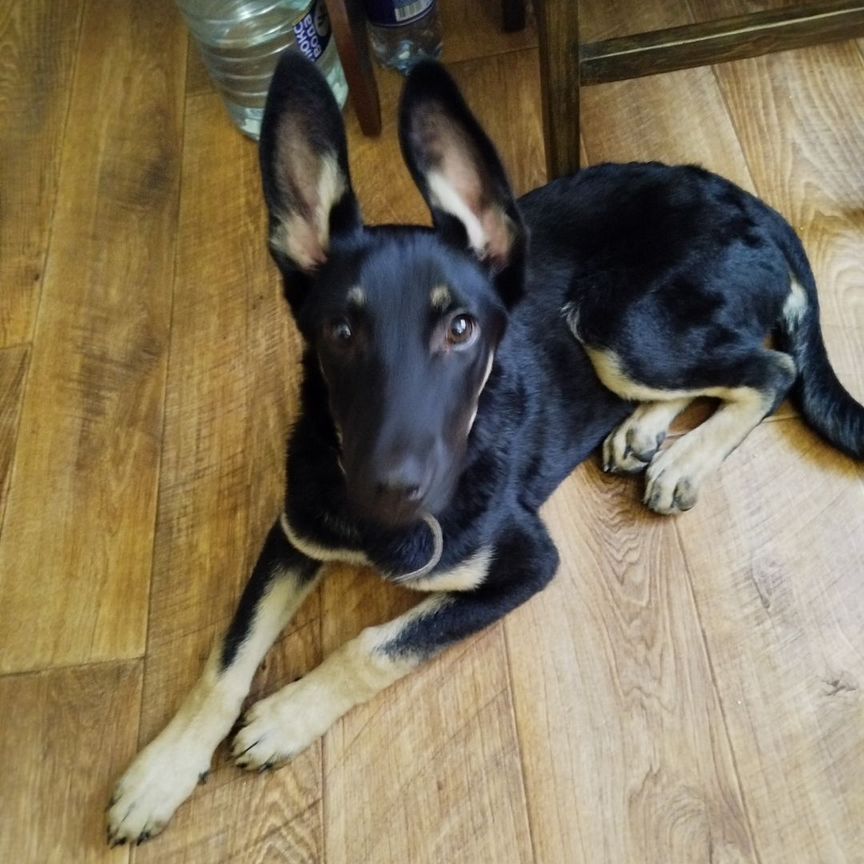 Продам овчарку