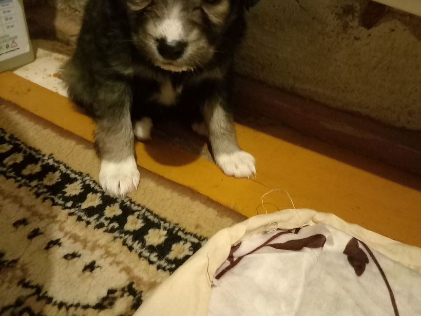 Собака в добрые руки