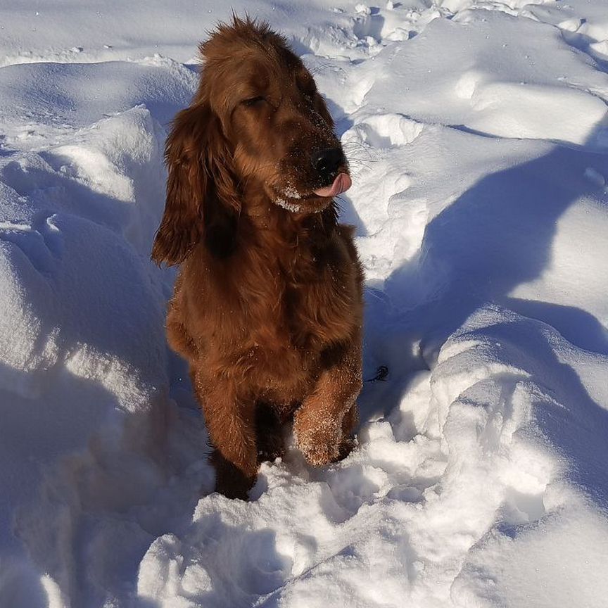Ирландский сеттер, щенок