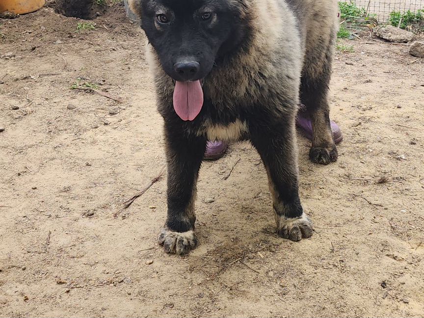 Кавказская овчарка продажа щенка