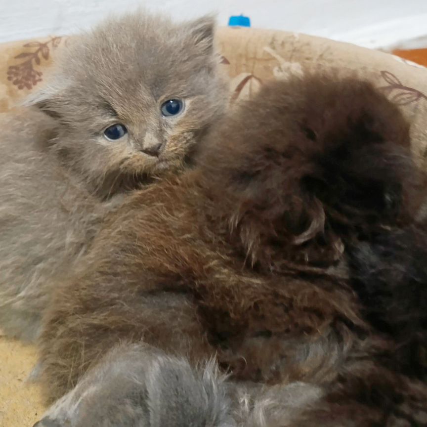 Шотландские вислоухие котята
