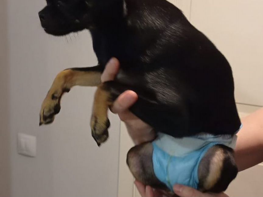 Собака в добрые руки отдам бесплатно