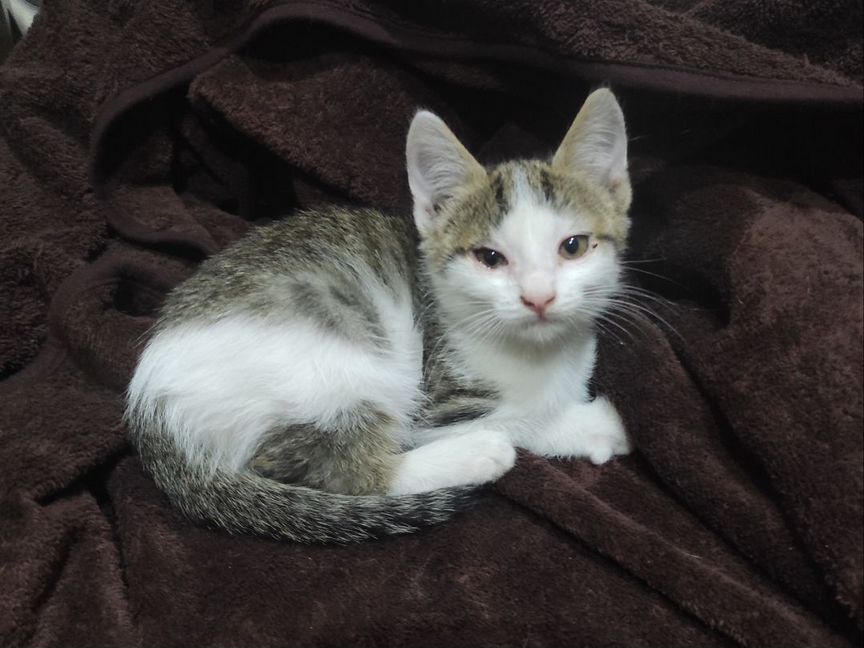 Котенок в беде