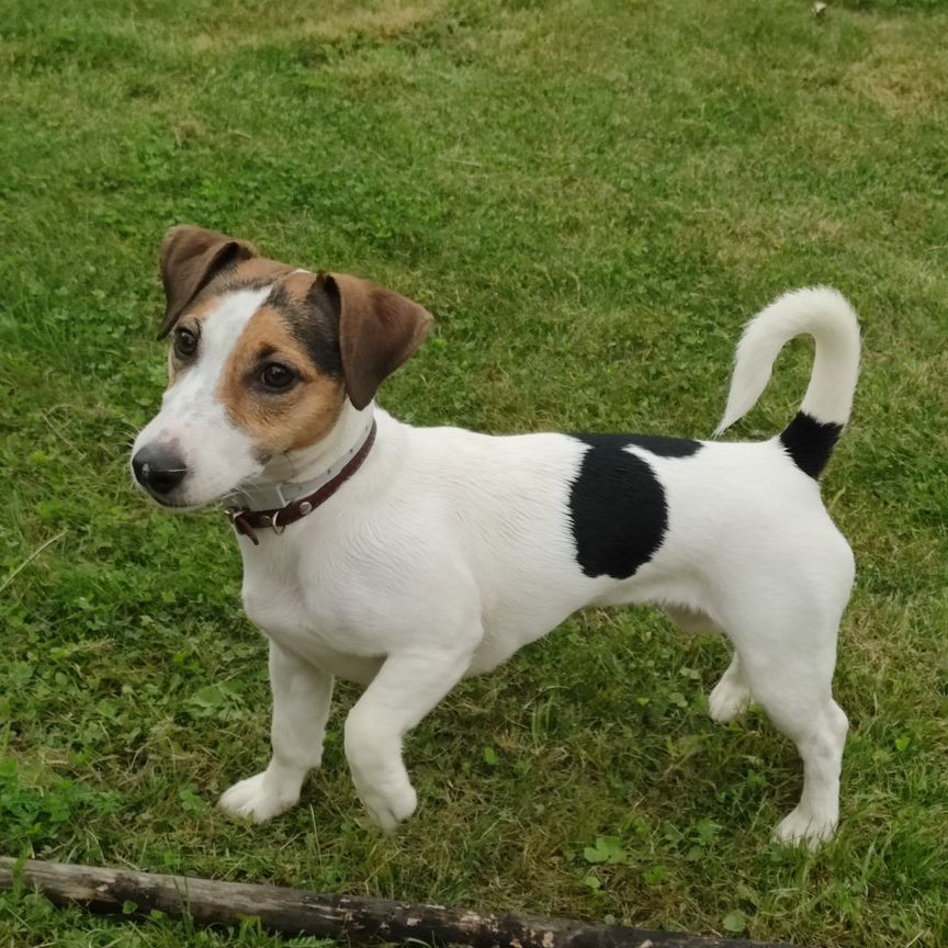 Вязка джек рассел терьер девочка