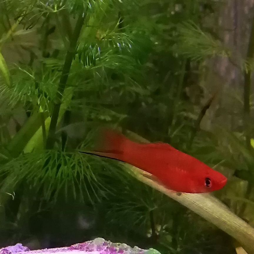 Аквариумные растения прополка