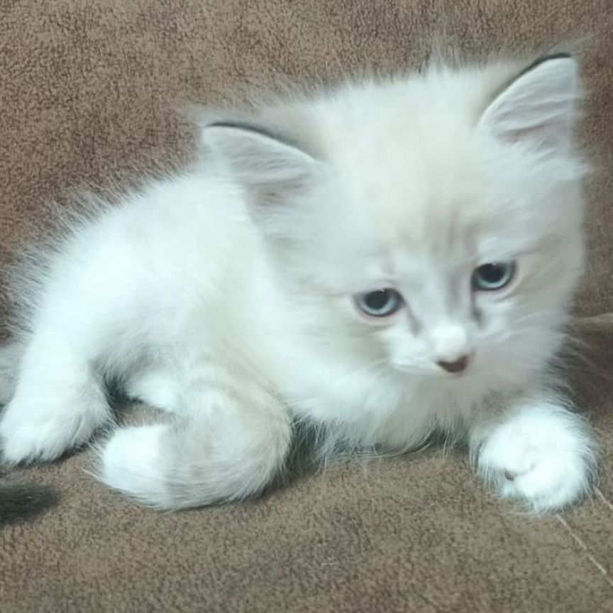 Котенок
