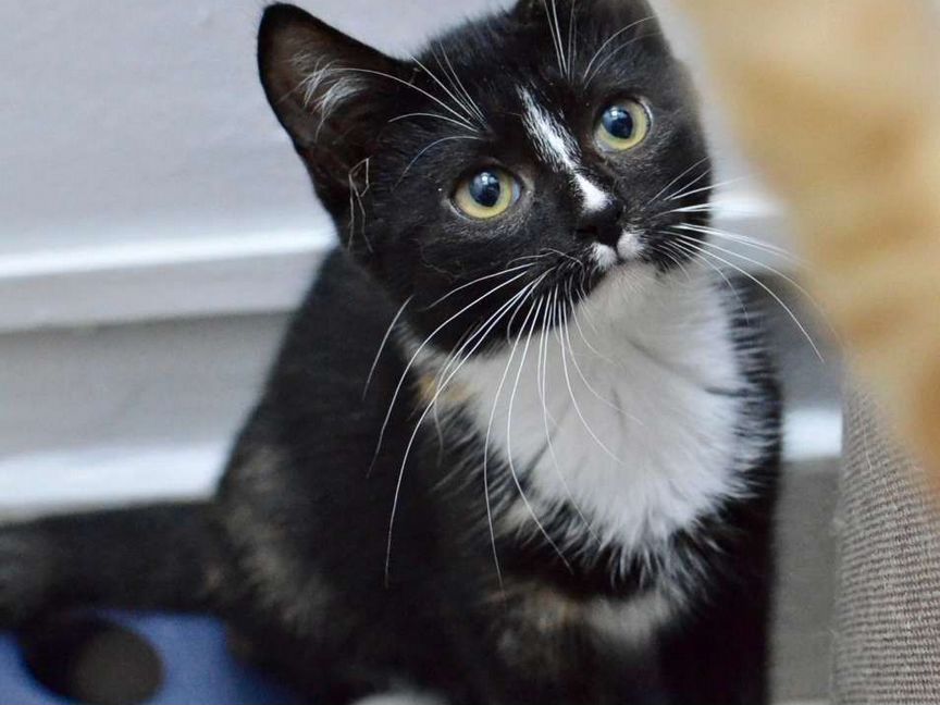 Котенок