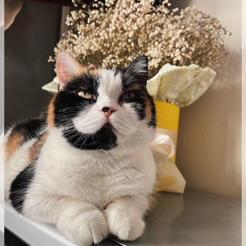 Взрослая, кошка в добрые руки