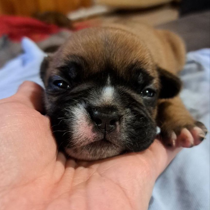 Французский бульдог, щенок