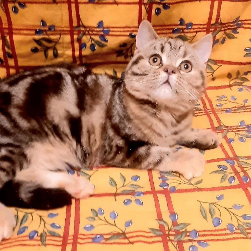 Шотландский прямоухий короткошёрстный котёнок