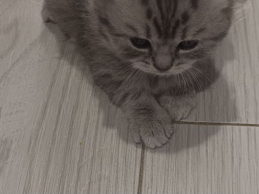 Шотландские вислоухие котята