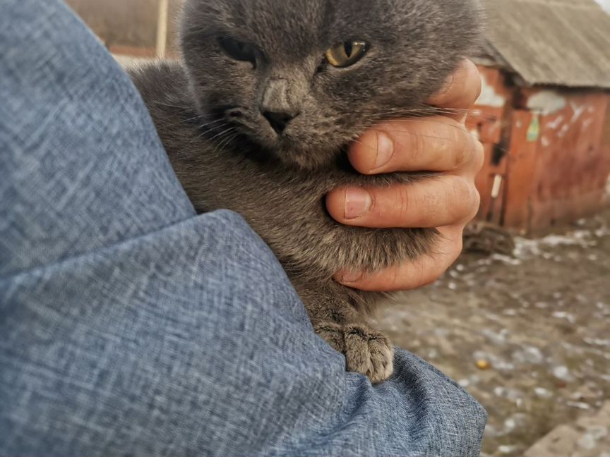 Кошка серая вислоухая