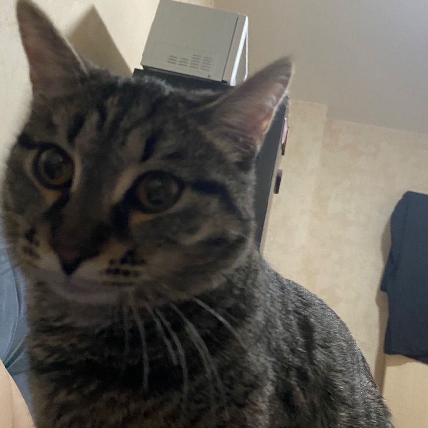 Подарю кота
