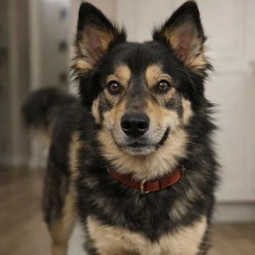 Взрослый пёс в добрые руки