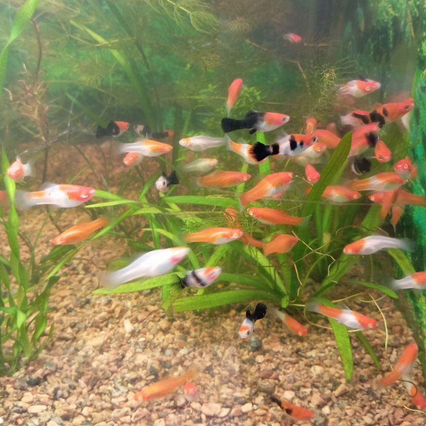 Меченосцы кои