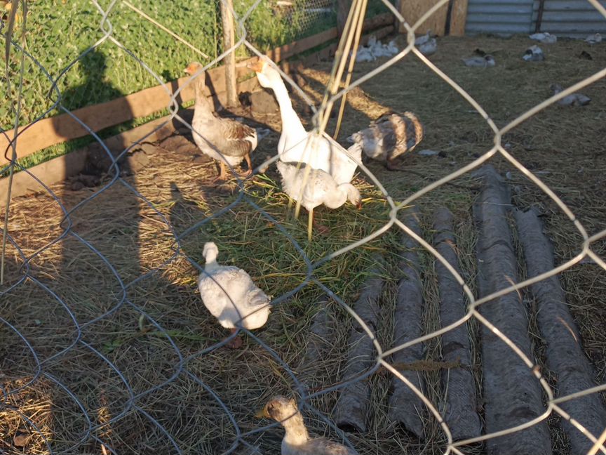 Холмогорские гуси нижегородская обл с тенекаево