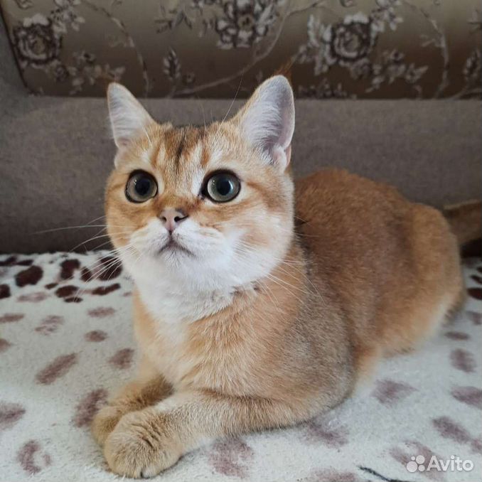 Котик золотой британец