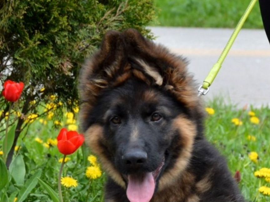 Немецкая овчарка щенок