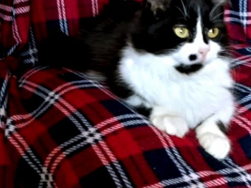 Котёнок сибирский