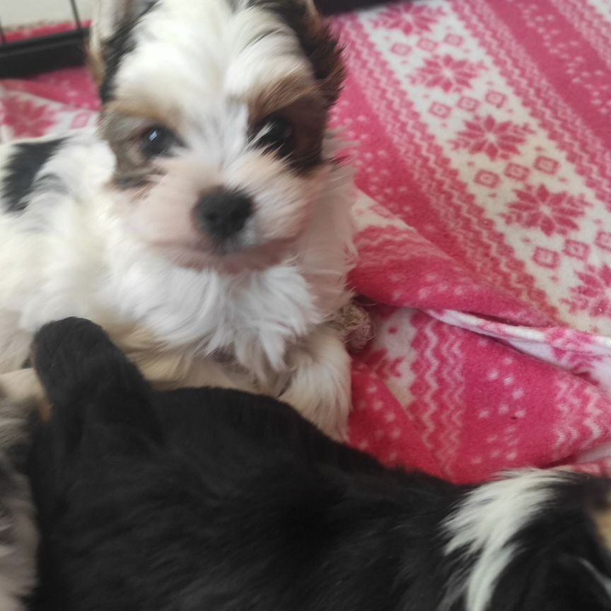 Шикарный мальчик Бивер