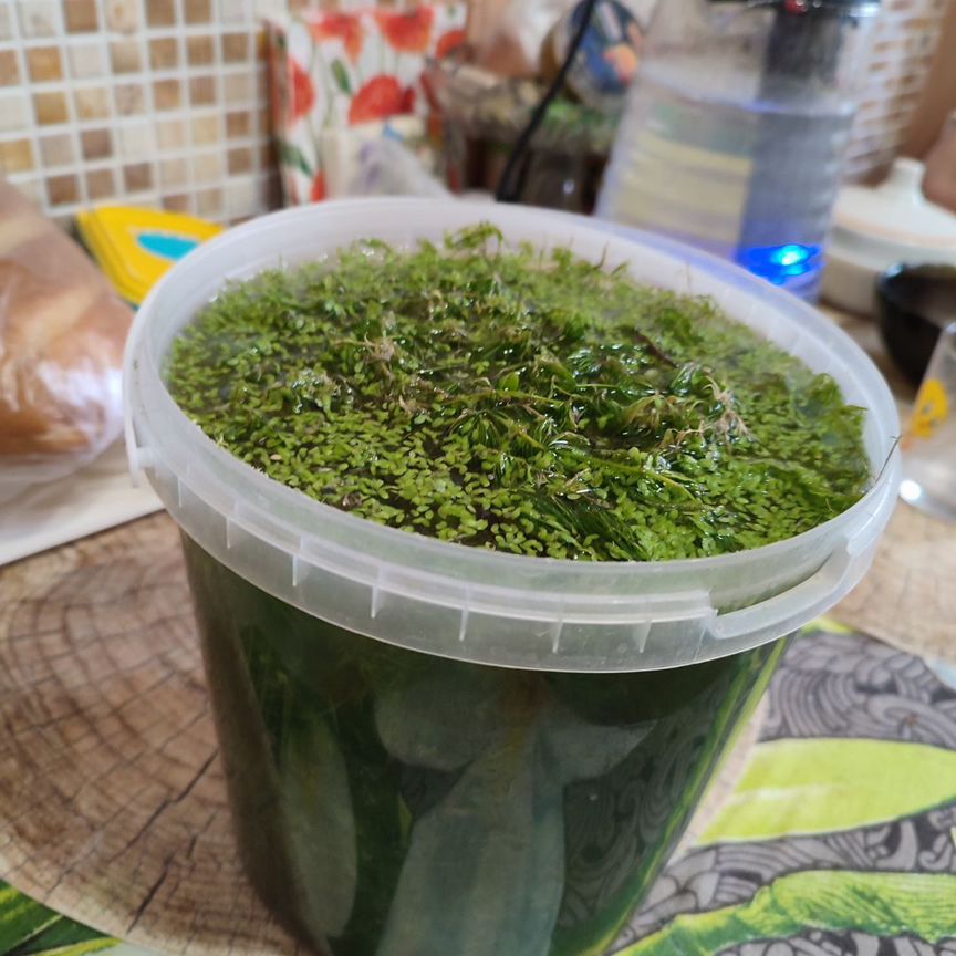 Аквариумные растения