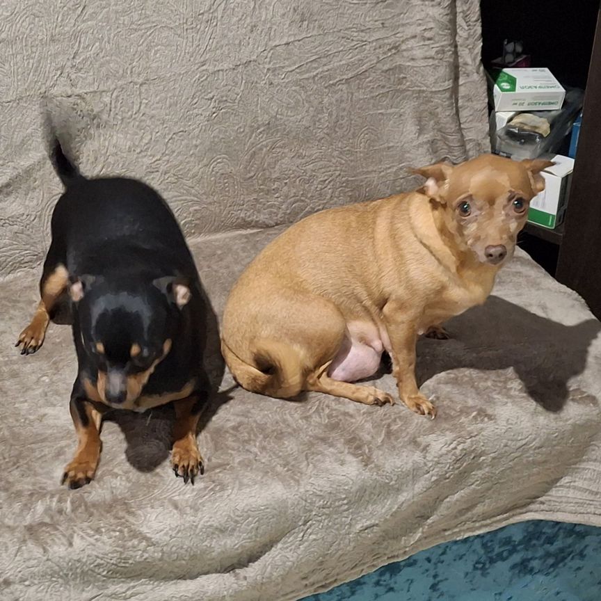 Английский той-терьер, щенок