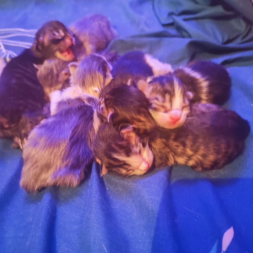 Котята в добрые руки