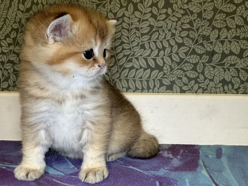 Шотланские вислоухие котята
