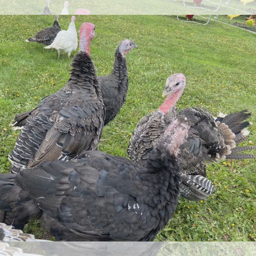 Индюшки для выращивания