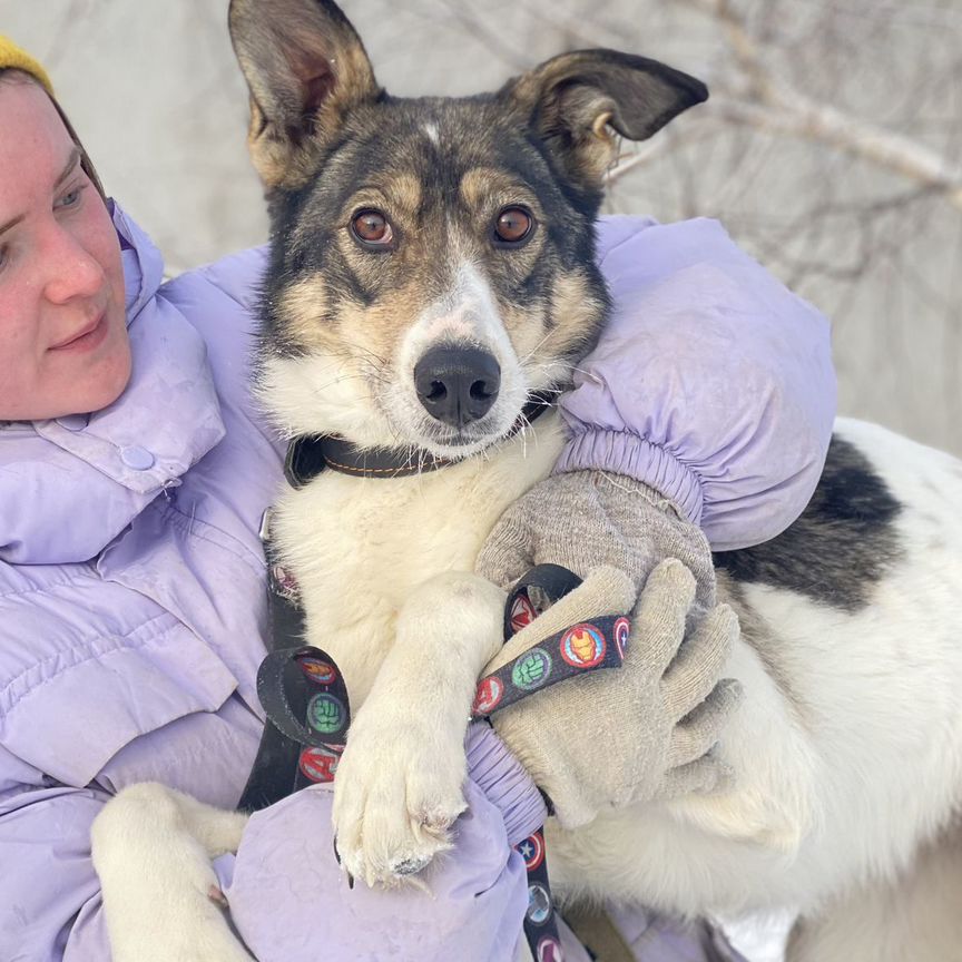 Взрослая собака в добрые руки