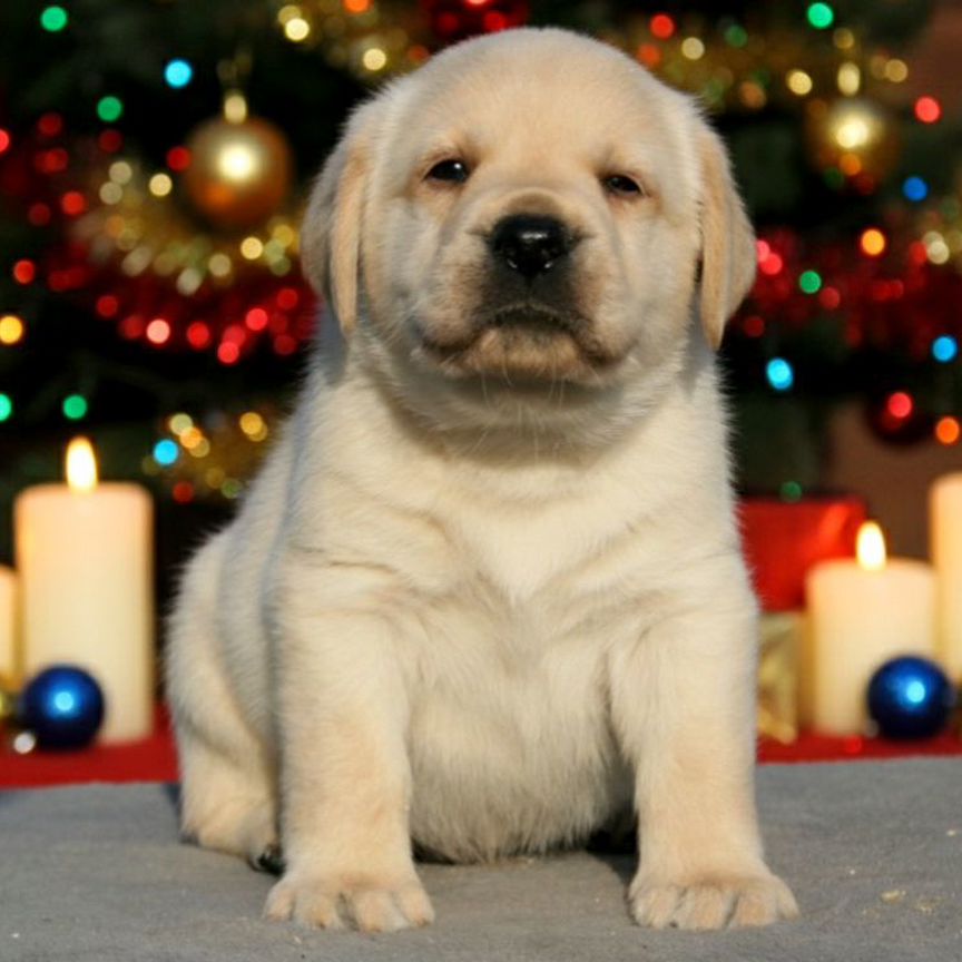 Лабрадор-ретривер, щенок