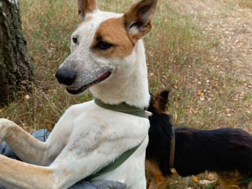 Собака в теплые добрые руки