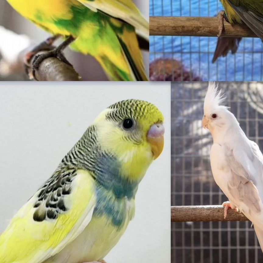 Волнистые попугаи и другие
