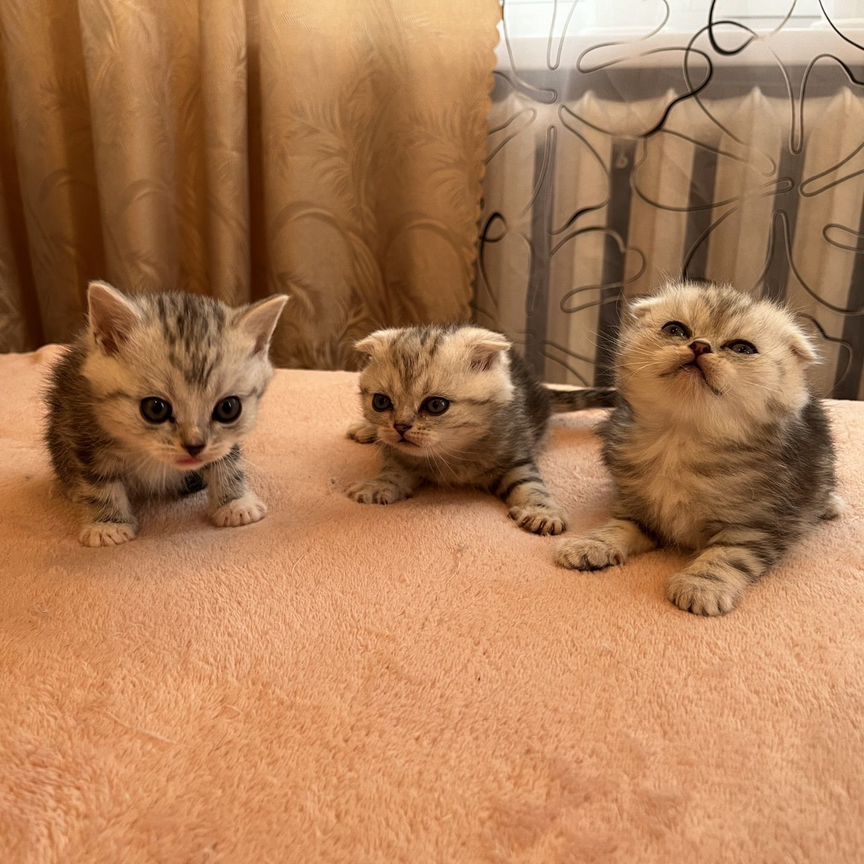 Шотландский вислоухий длинношёрстный котёнок
