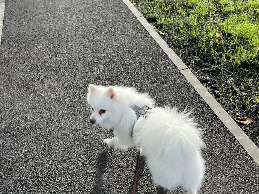 Немецкий шпиц вязка