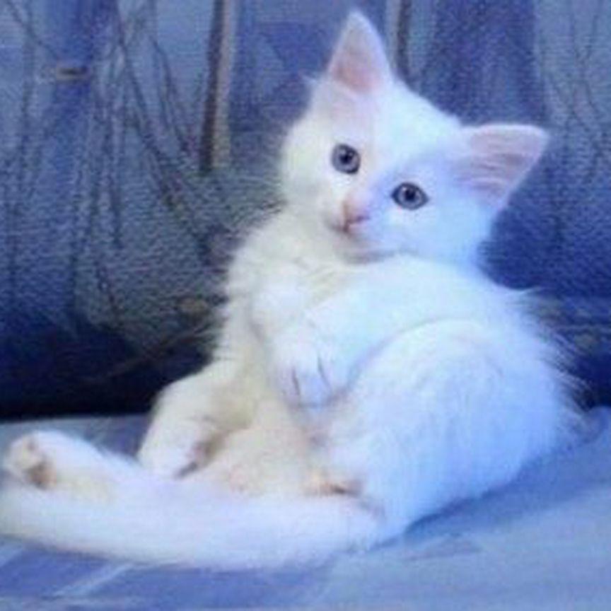 Турецкая ангора