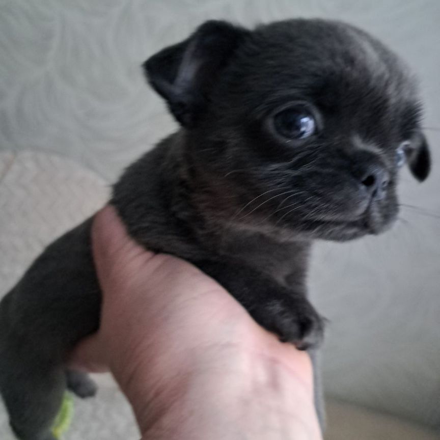 Чихуахуа голубая девочка