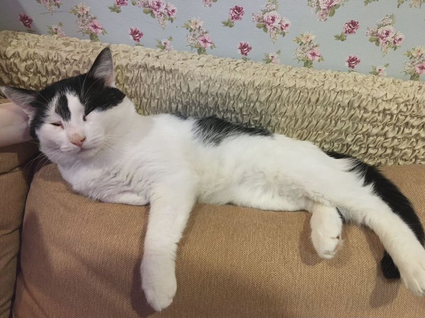 Бублик в хорошие руки