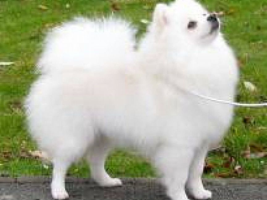 Померанский шпиц