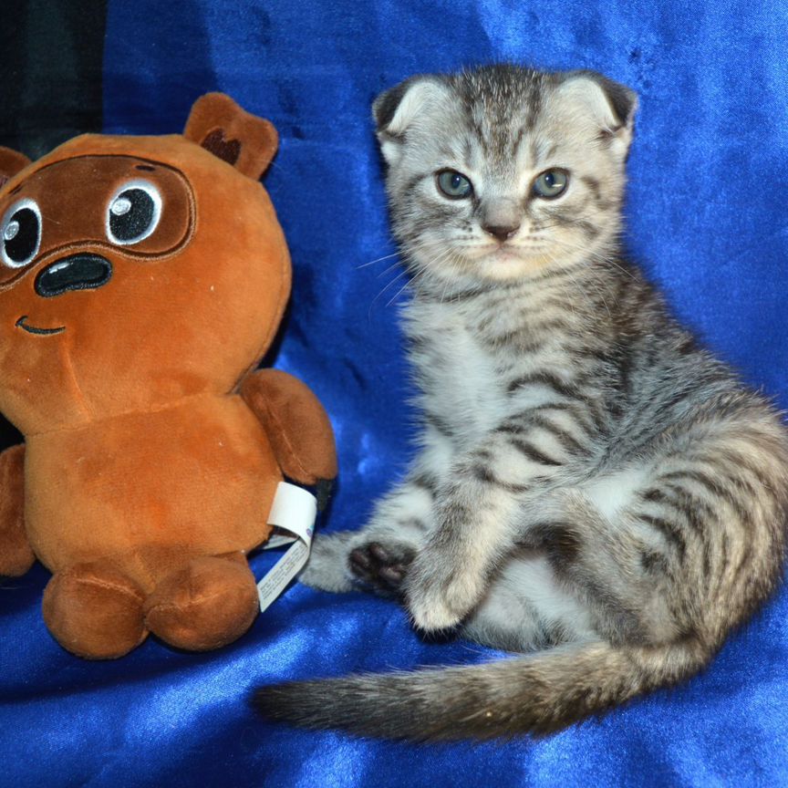Шотландская вислоухая красотка