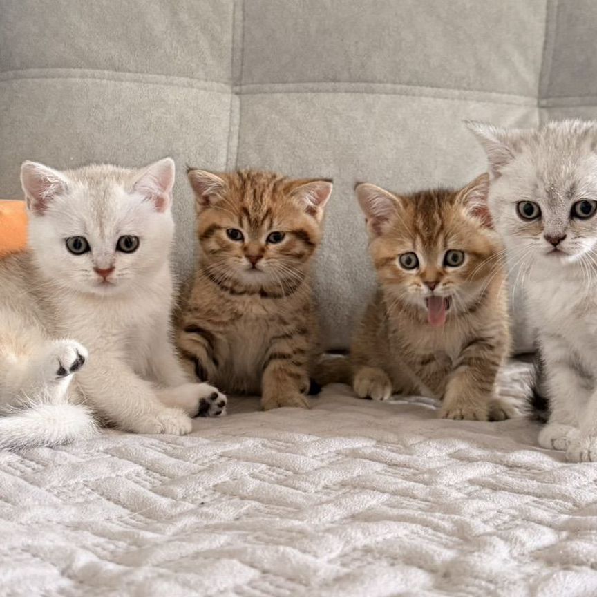 Шотландский прямоухий короткошёрстный котёнок