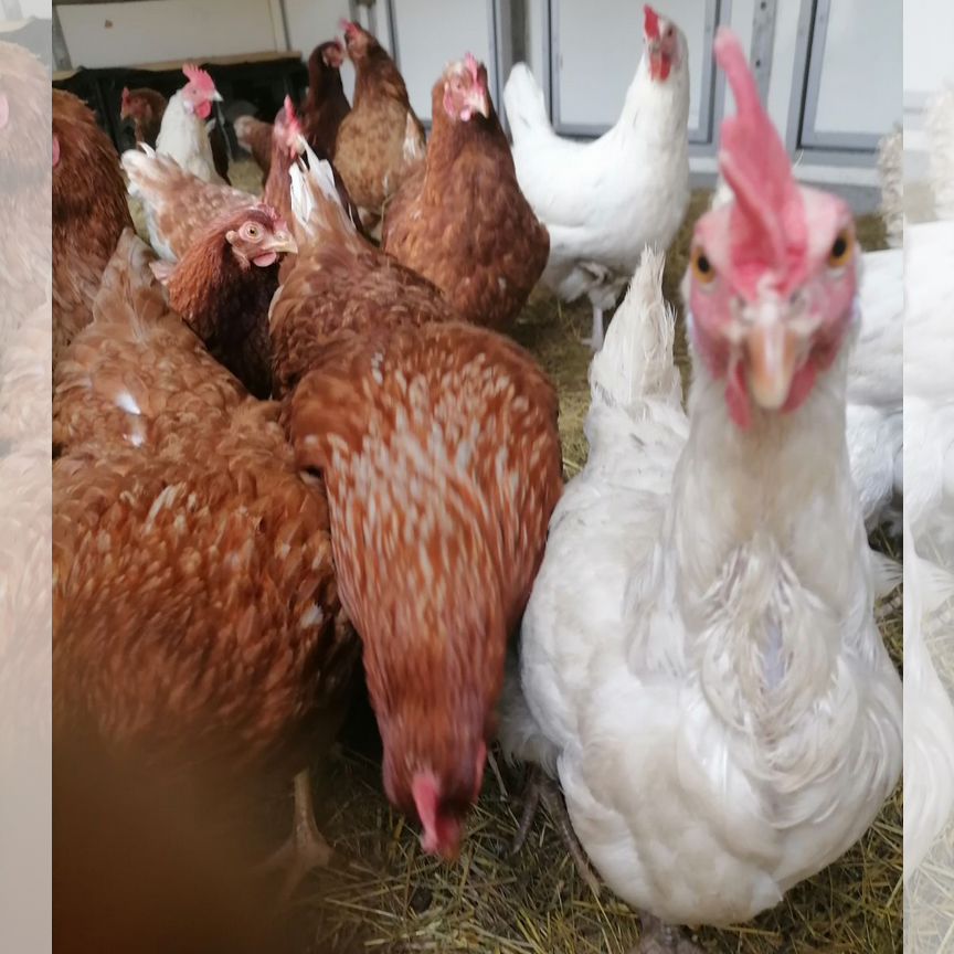 Куры несушки