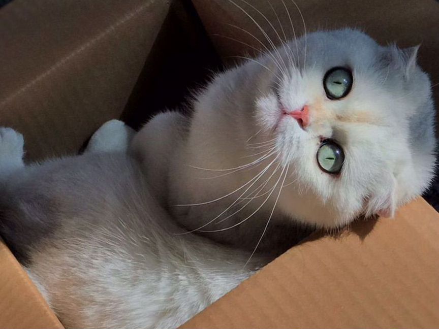 Шотландская вислоухая кошка wcf